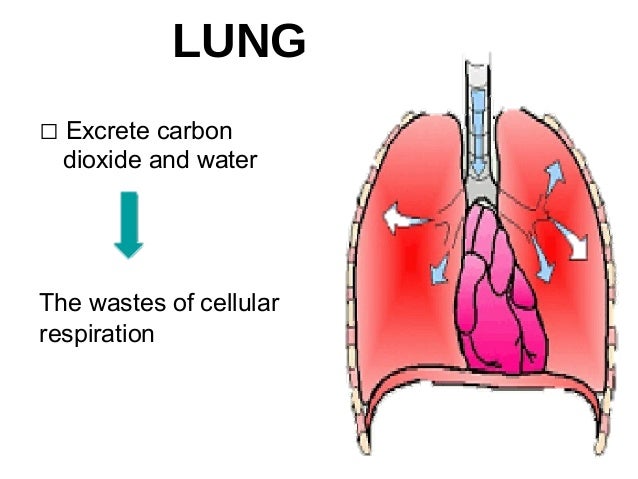 physiology : Excretion