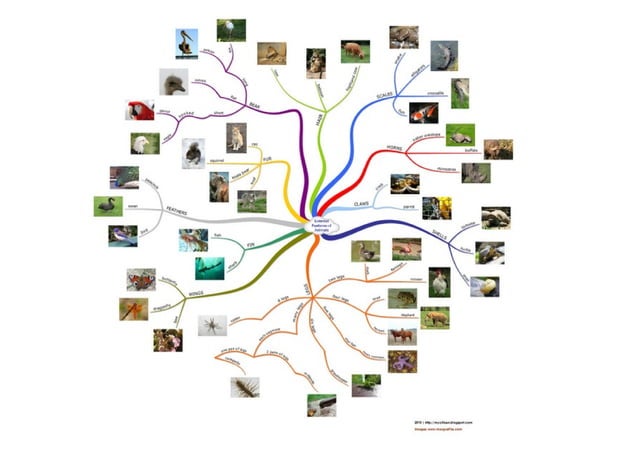 External Features of Animals | DOC