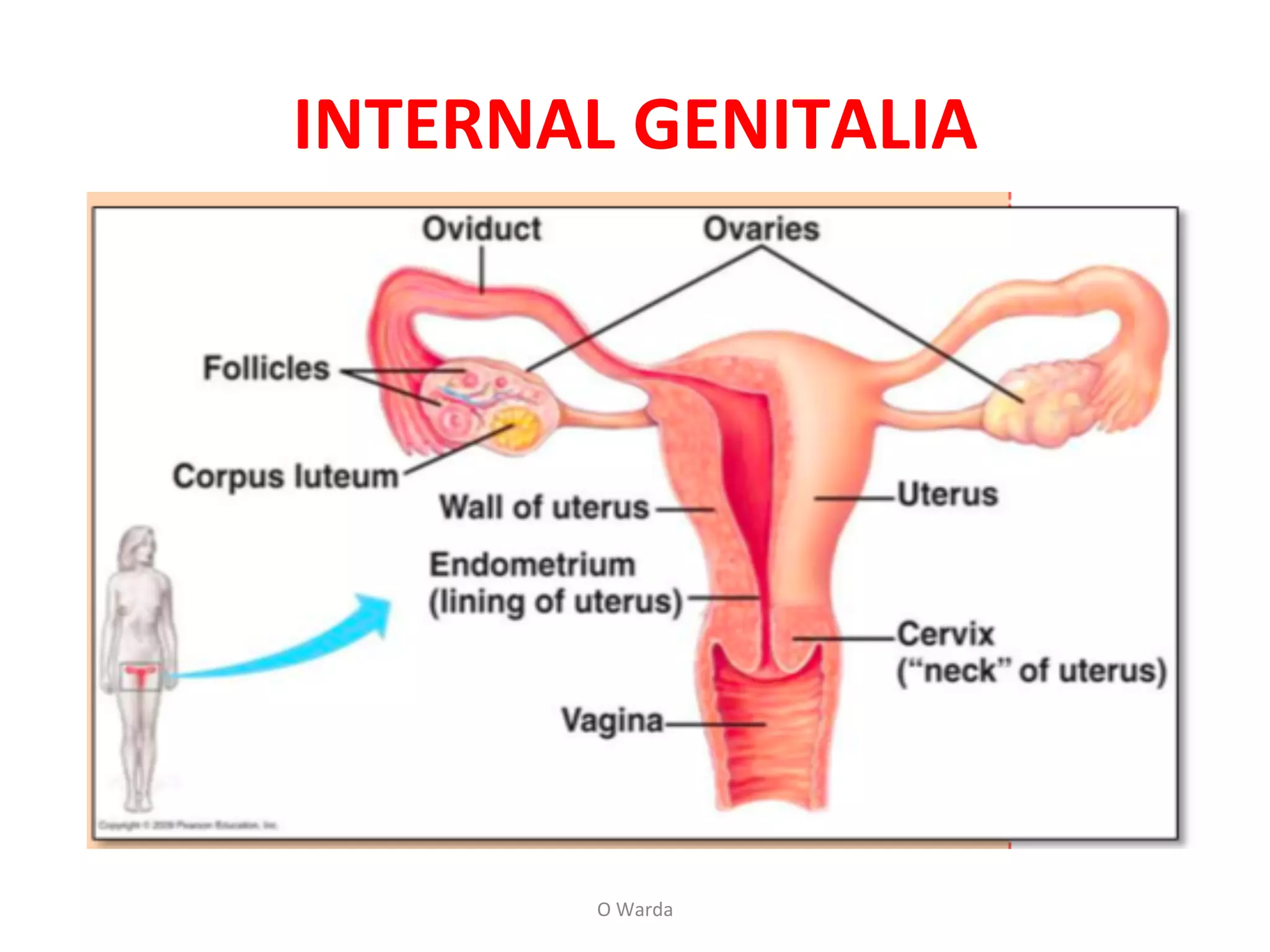 1 female pelvic anatomy-warda (part 1) | PDF