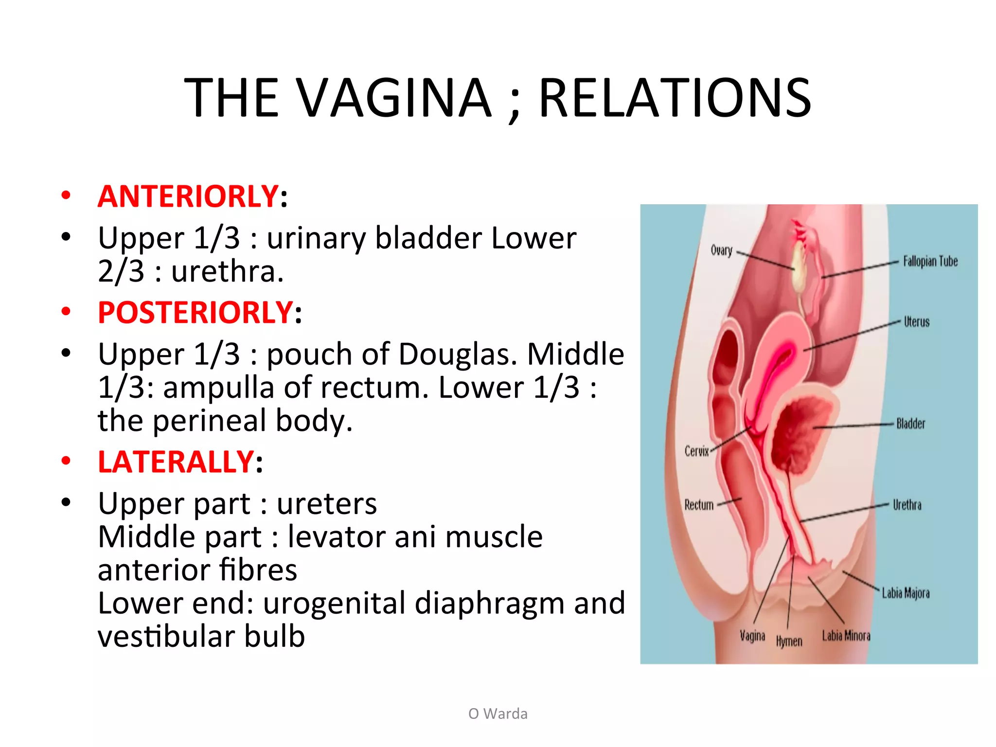 1 female pelvic anatomy-warda (part 1) | PDF