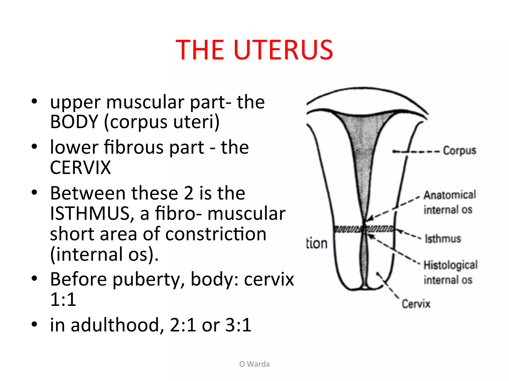 1 female pelvic anatomy-warda (part 1) | PDF