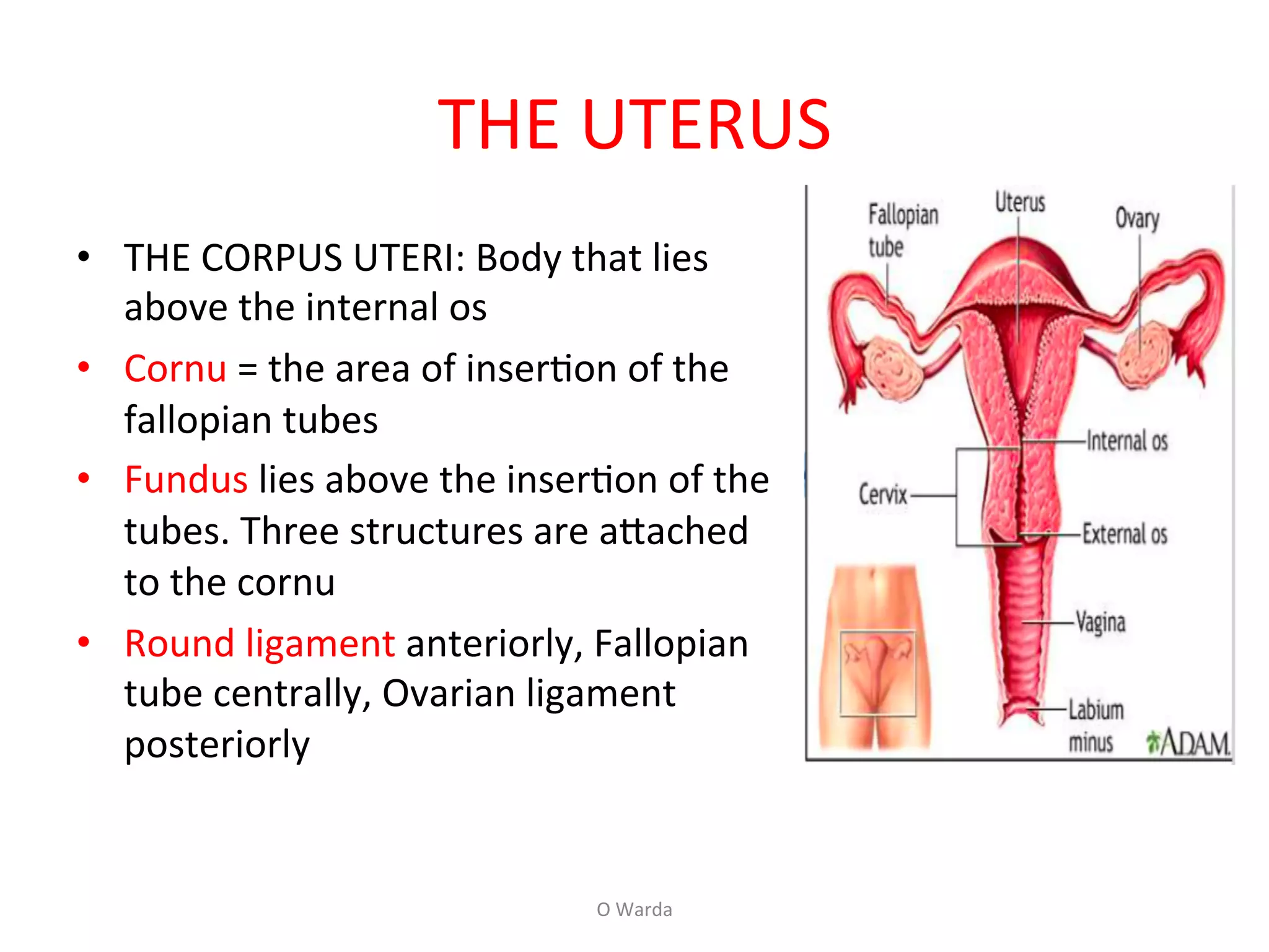 1 Female Pelvic Anatomy Warda Part 1 Pdf