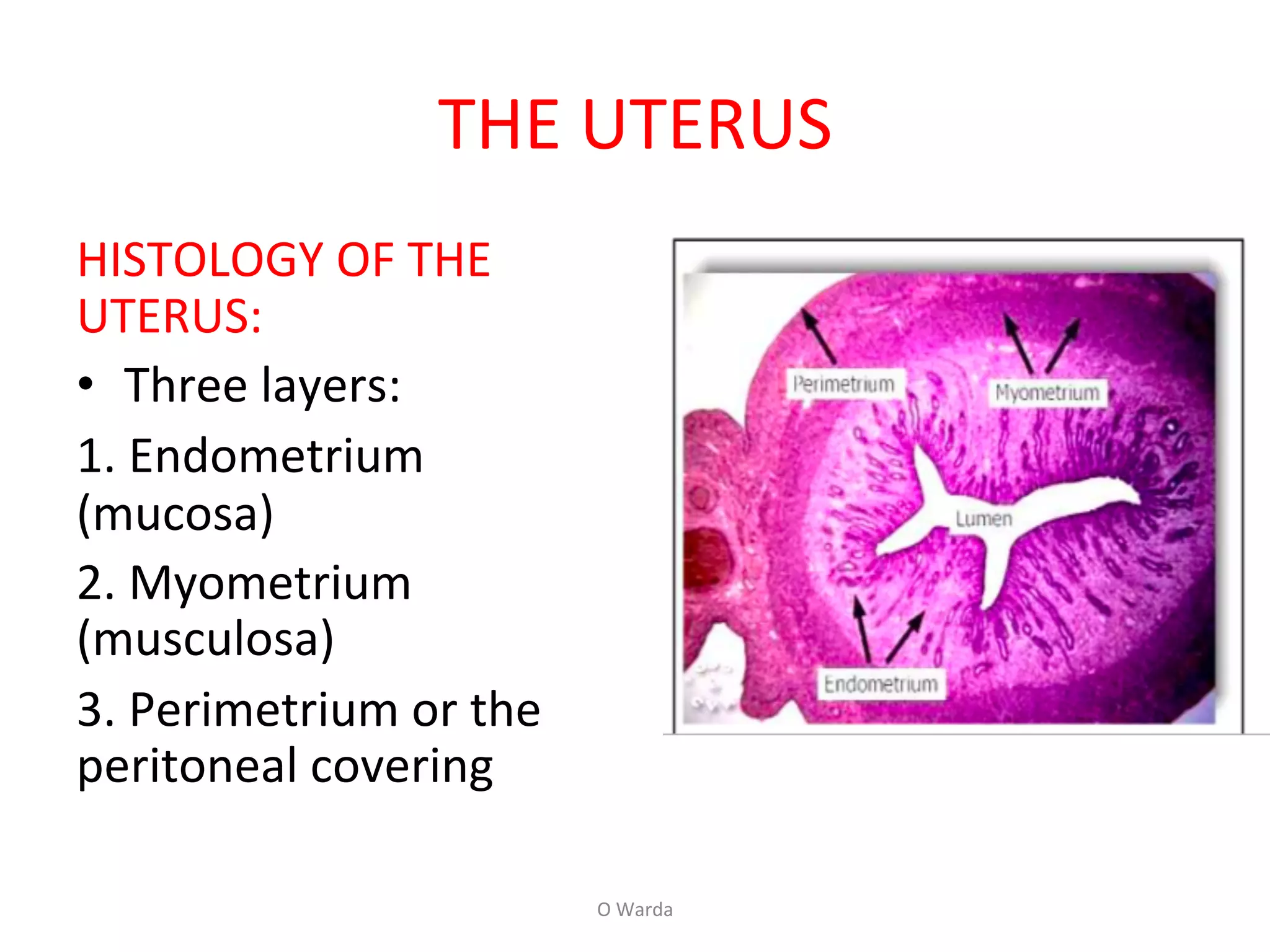 1 female pelvic anatomy-warda (part 1) | PDF