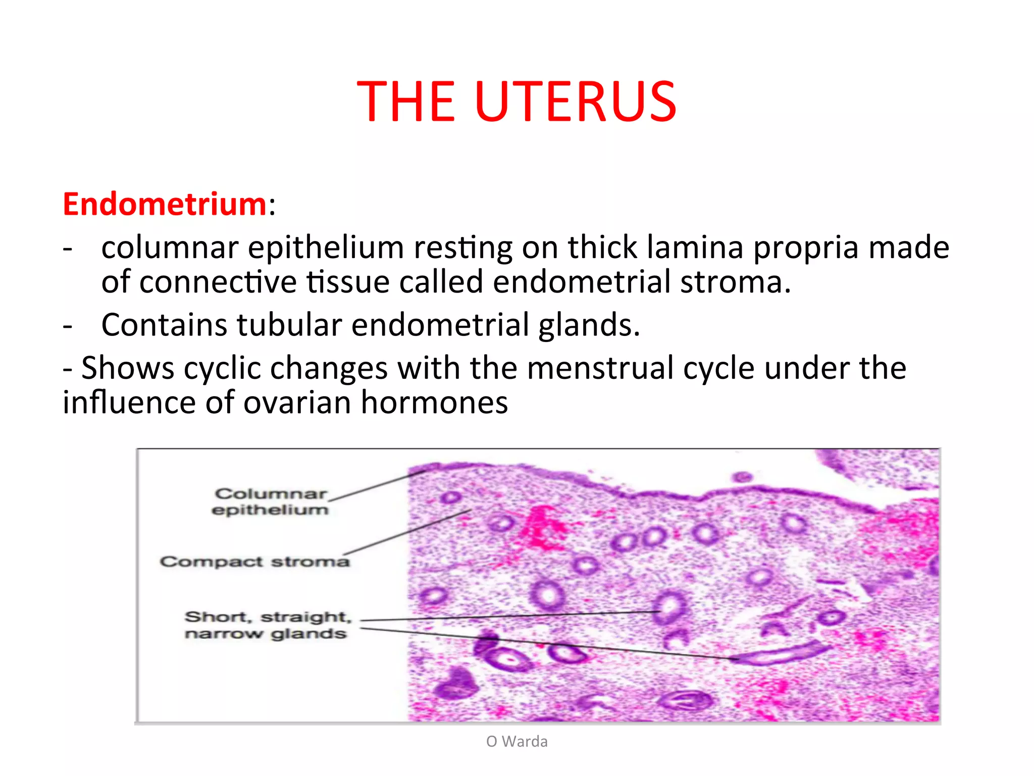 1 female pelvic anatomy-warda (part 1) | PDF