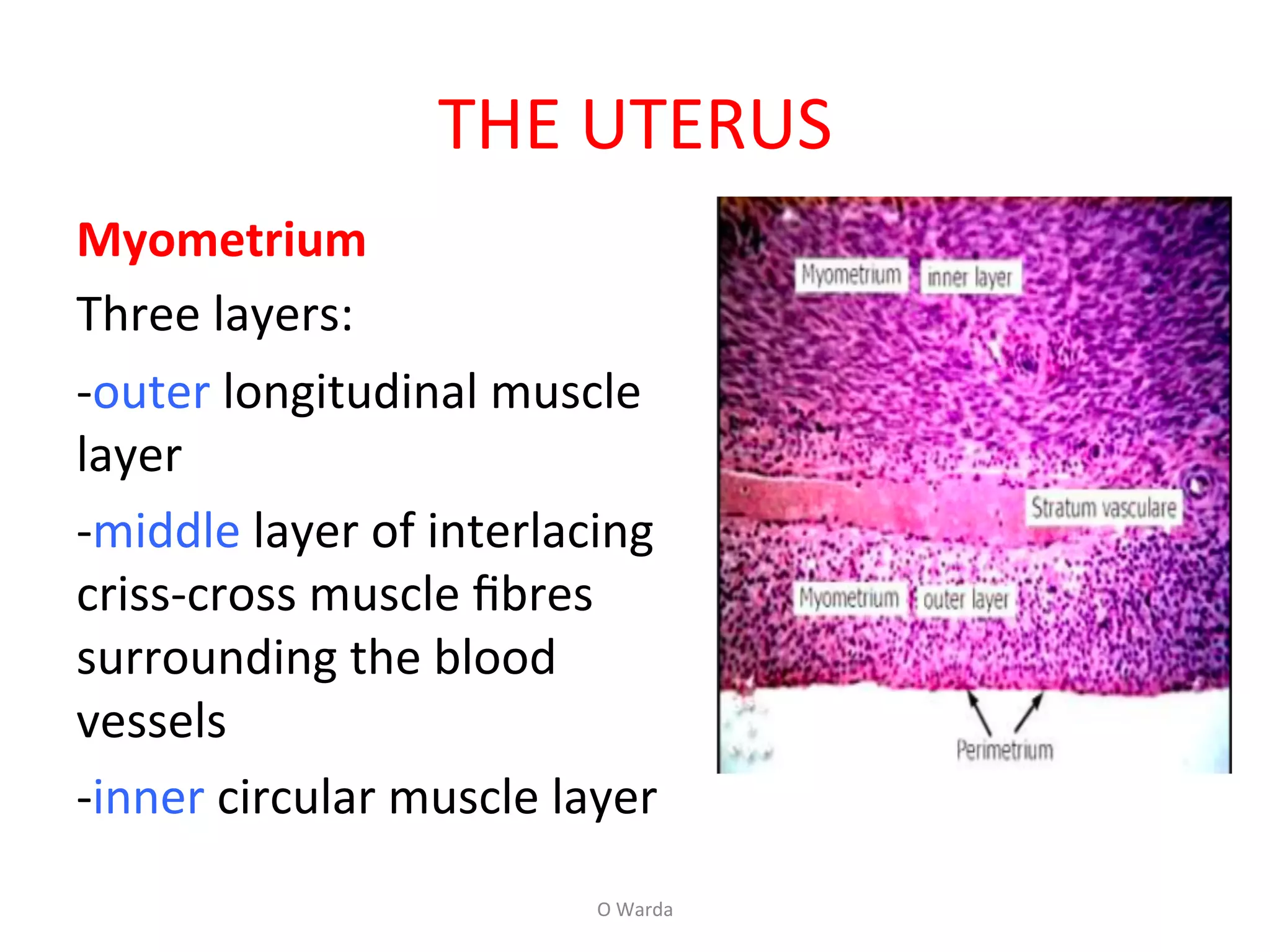 1 female pelvic anatomy-warda (part 1) | PDF