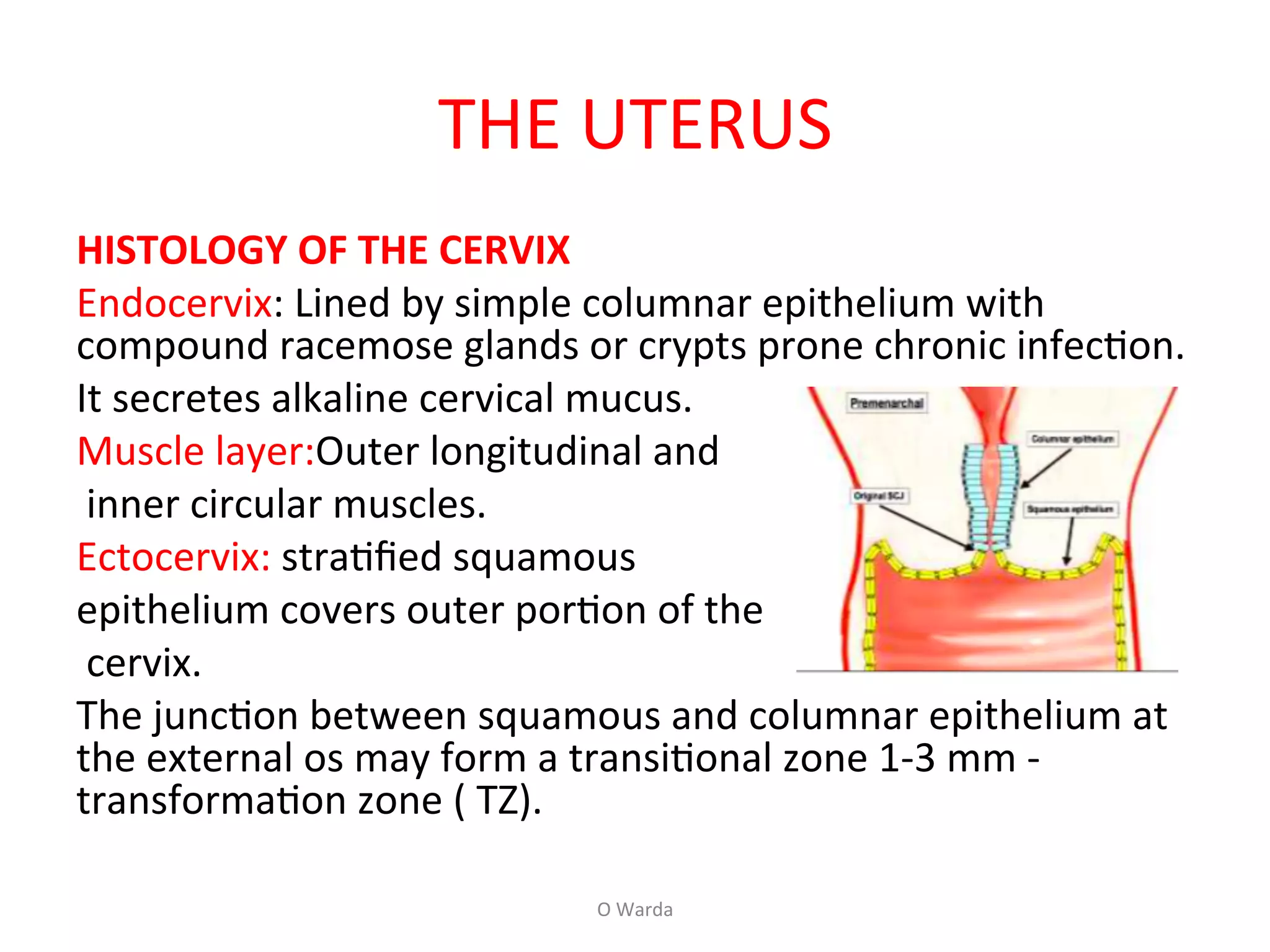 1 female pelvic anatomy-warda (part 1) | PDF