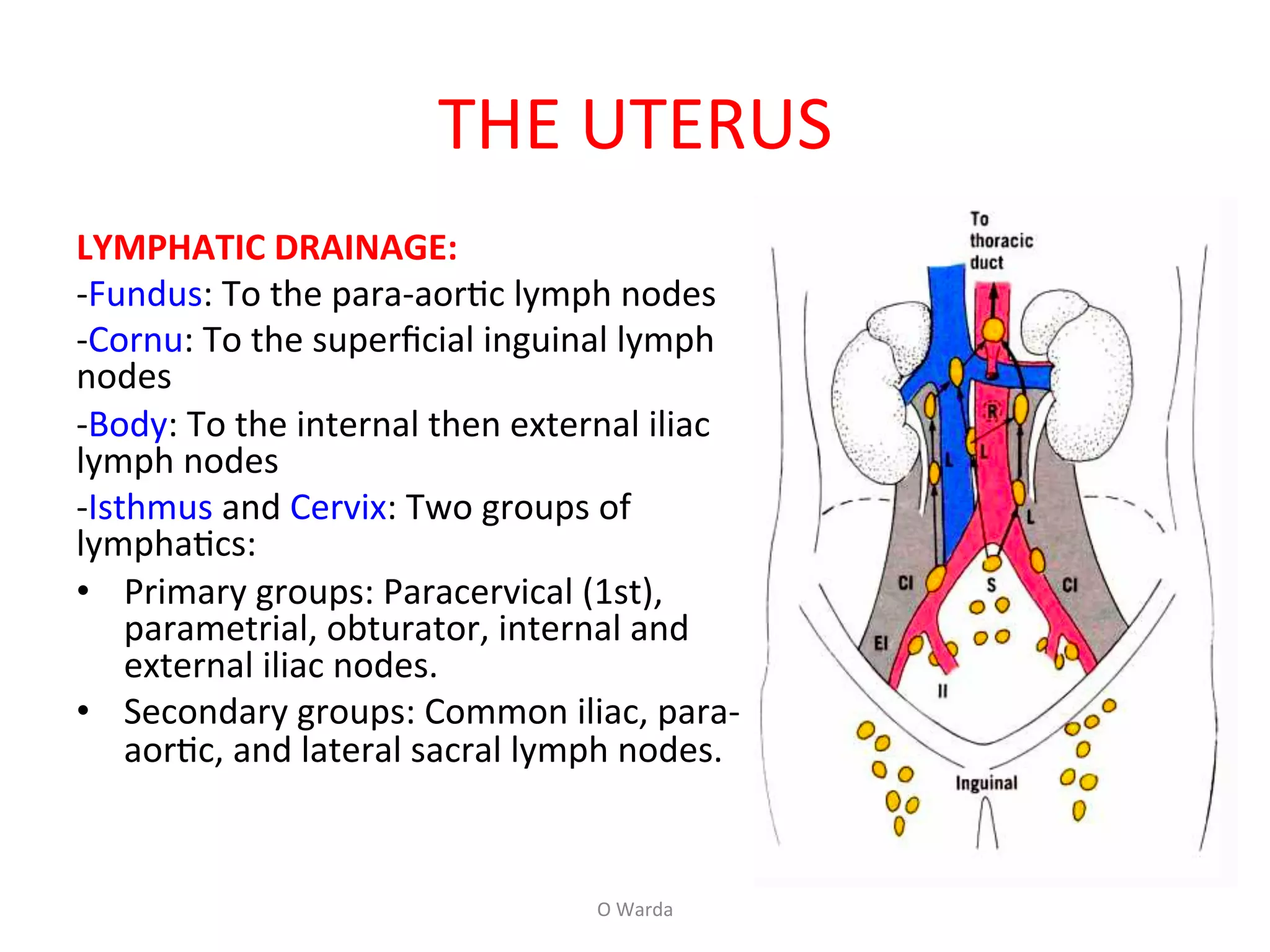 1 female pelvic anatomy-warda (part 1) | PDF