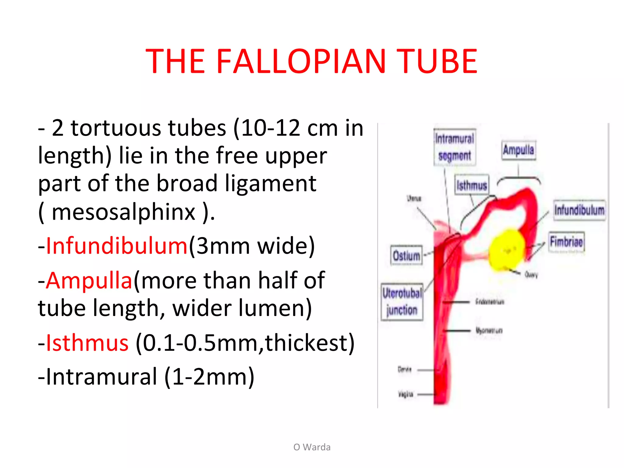 1 female pelvic anatomy-warda (part 1) | PDF