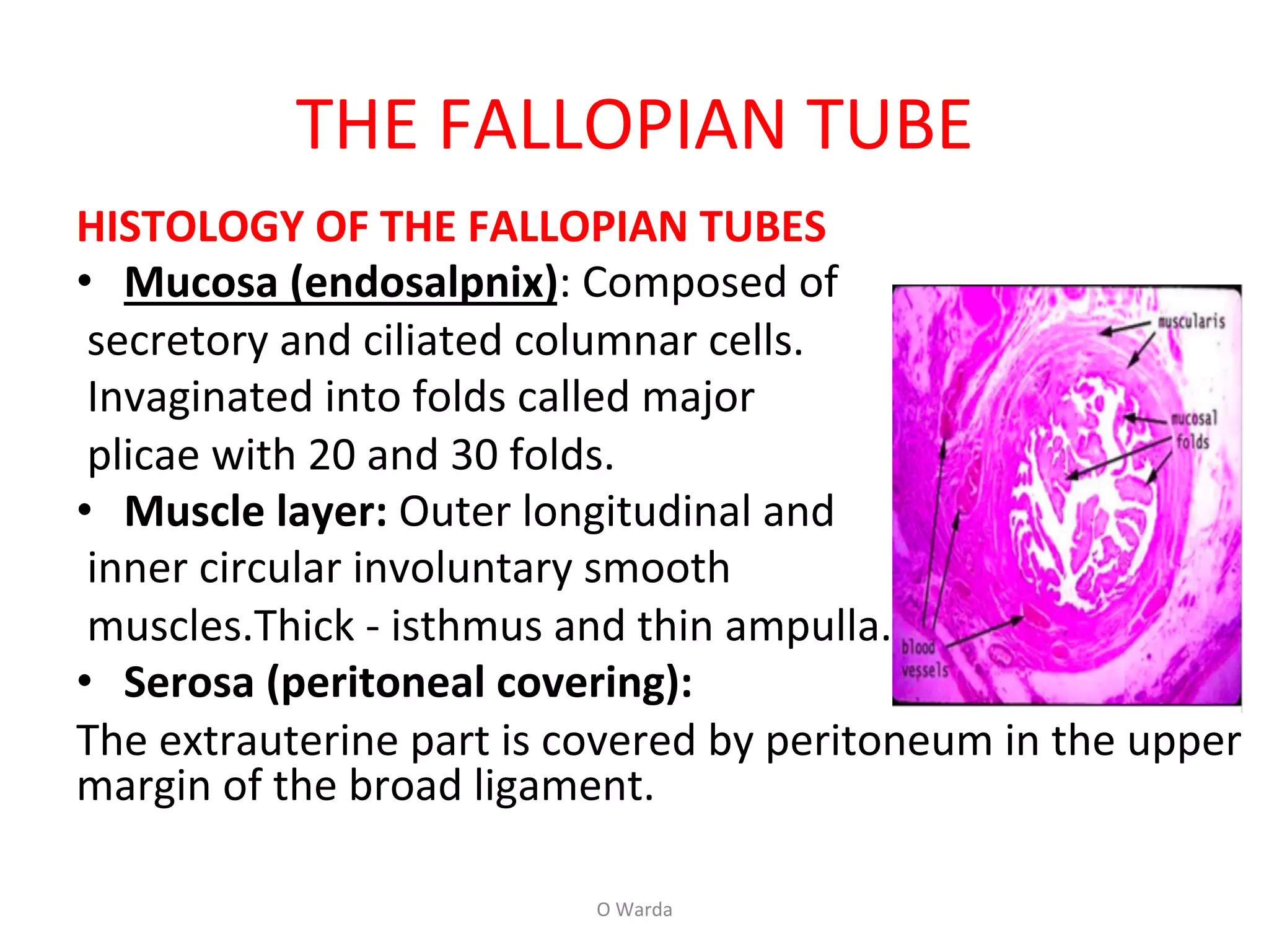 1 female pelvic anatomy-warda (part 1) | PDF