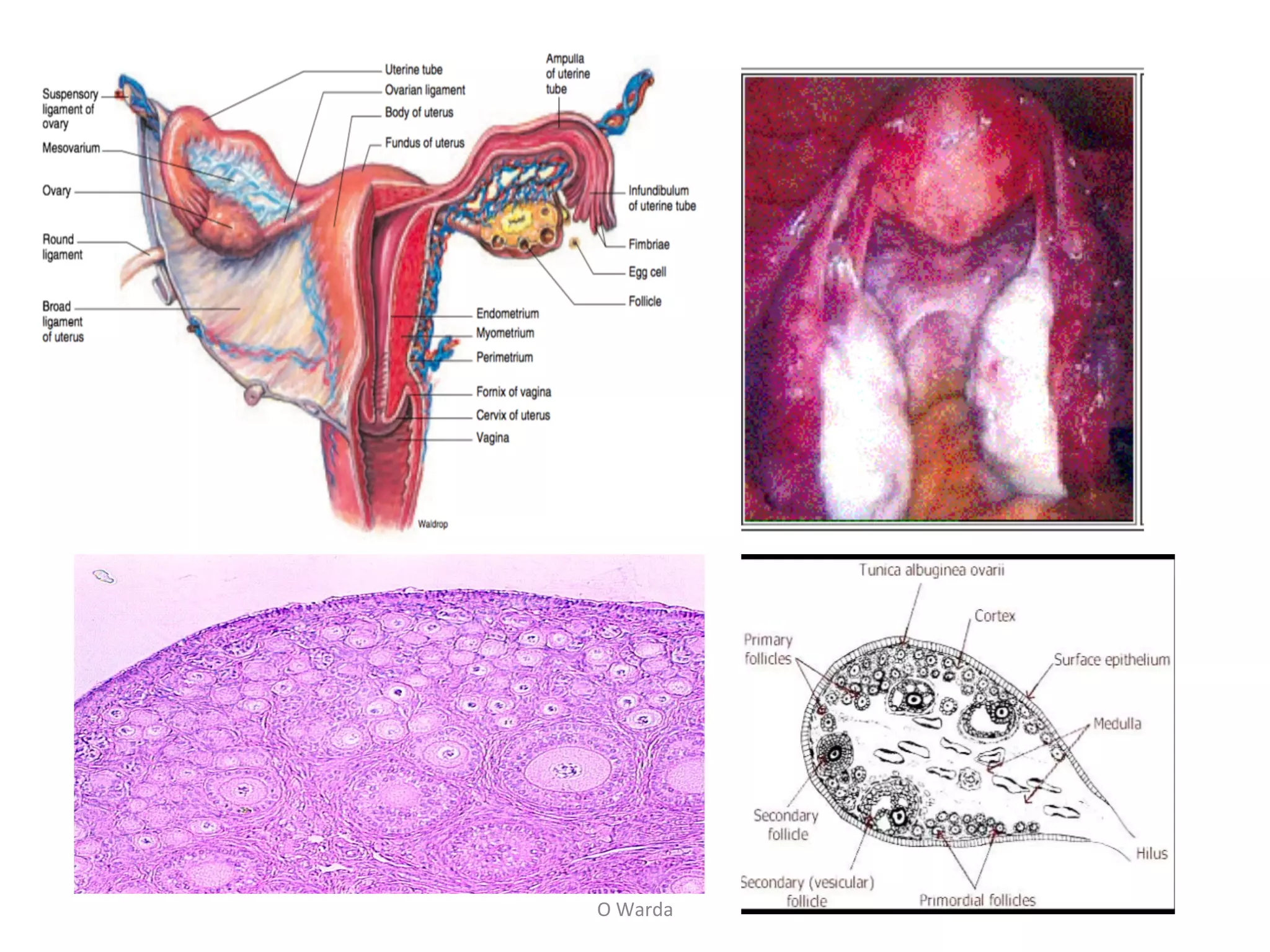 1 female pelvic anatomy-warda (part 1) | PDF