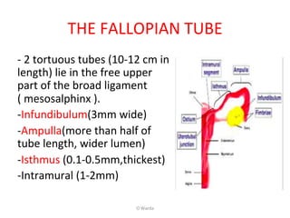 1 female pelvic anatomy-warda (part 1) | PDF