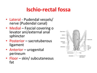 1 female pelvic anatomy-warda (part 1) | PDF