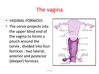 1 female pelvic anatomy-warda (part 1) | PPT