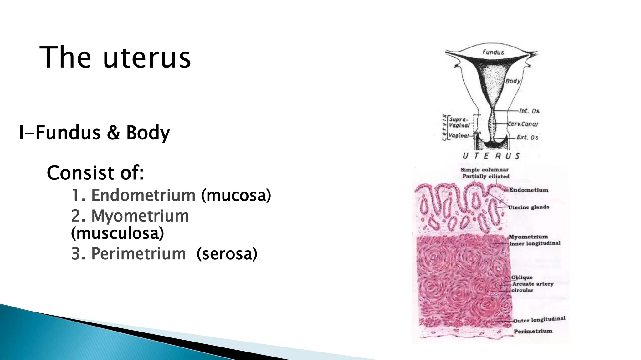 1- Female Reproductive System .pptx