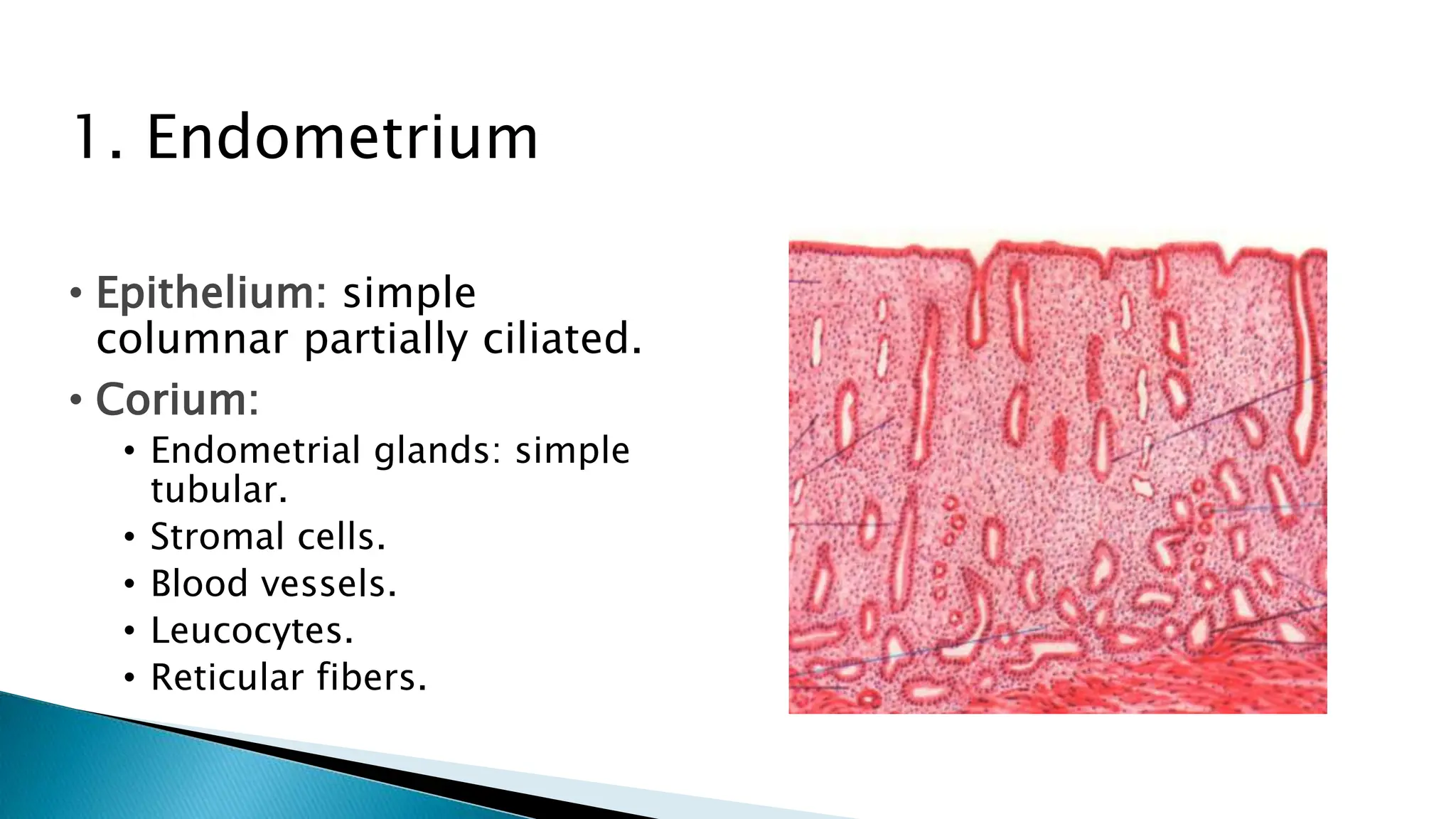 1- Female Reproductive System .pptx