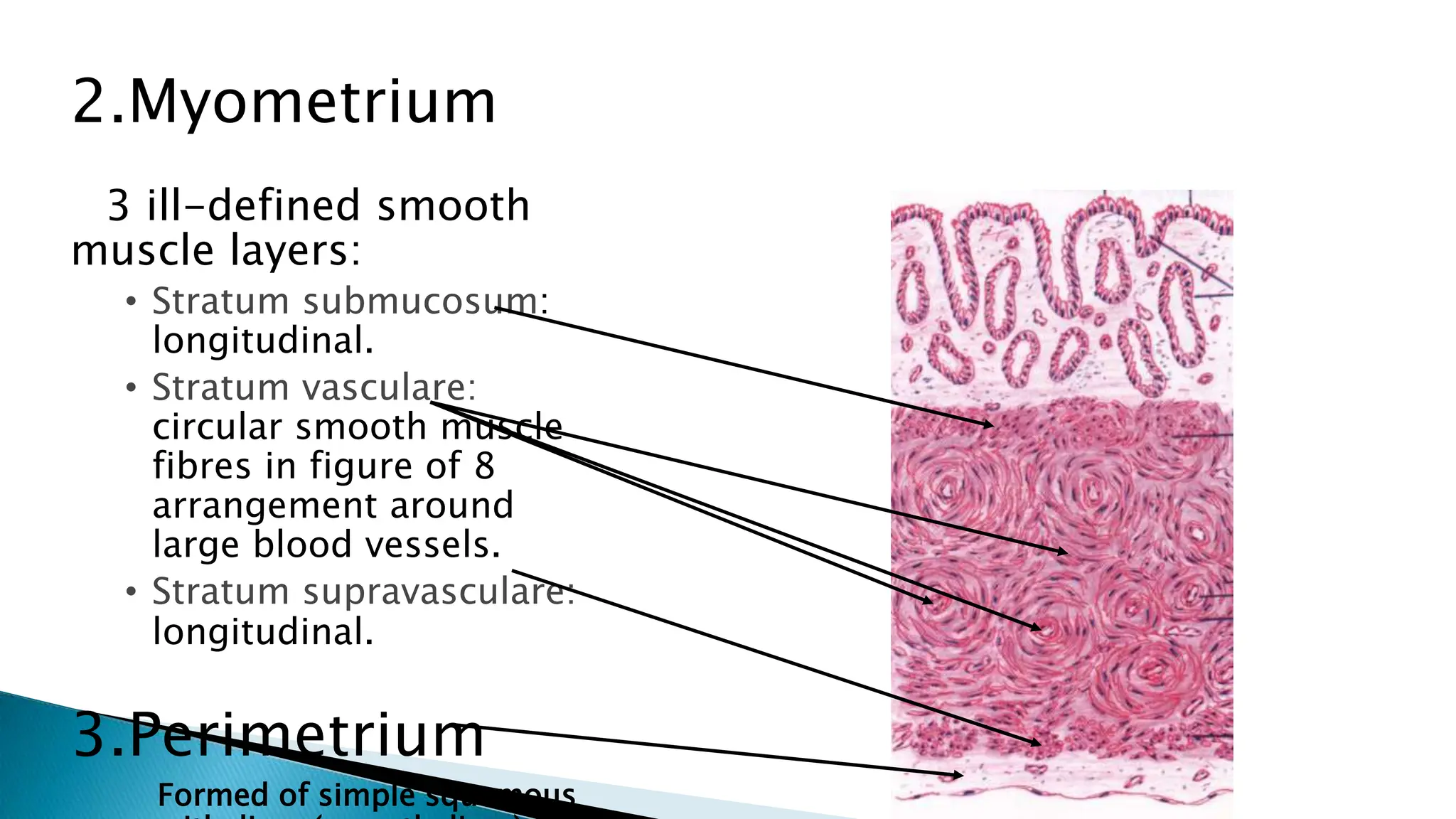 1- Female Reproductive System .pptx