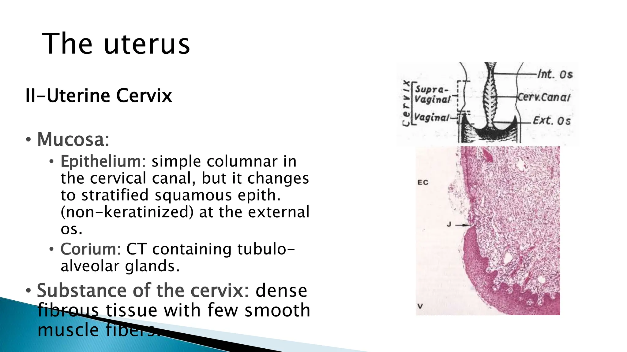 1- Female Reproductive System .pptx