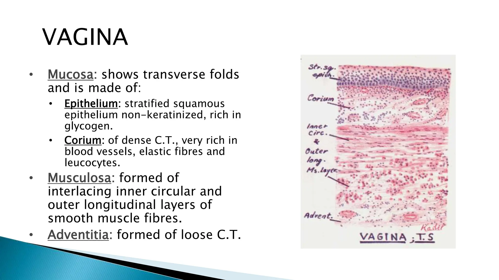 1- Female Reproductive System .pptx