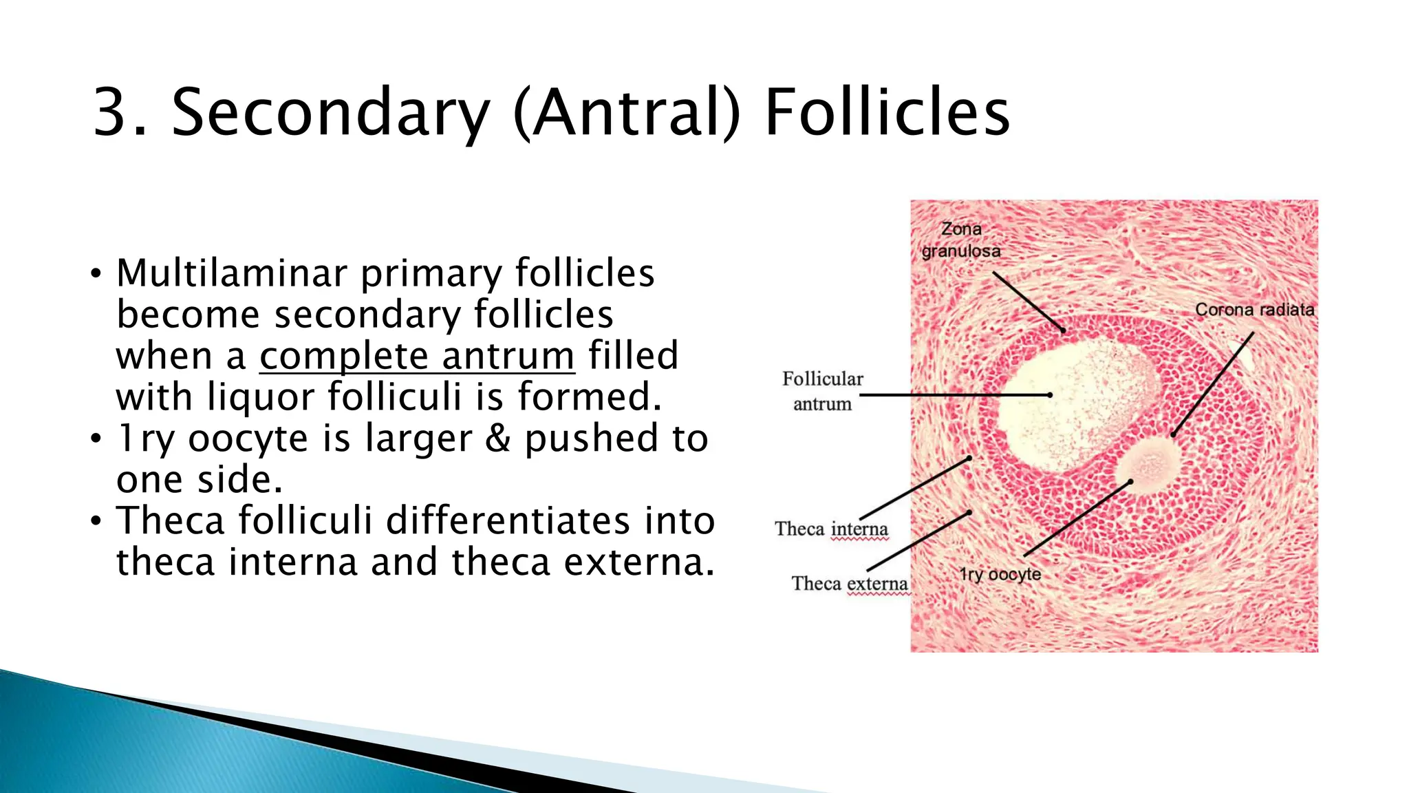 1- Female Reproductive System .pptx
