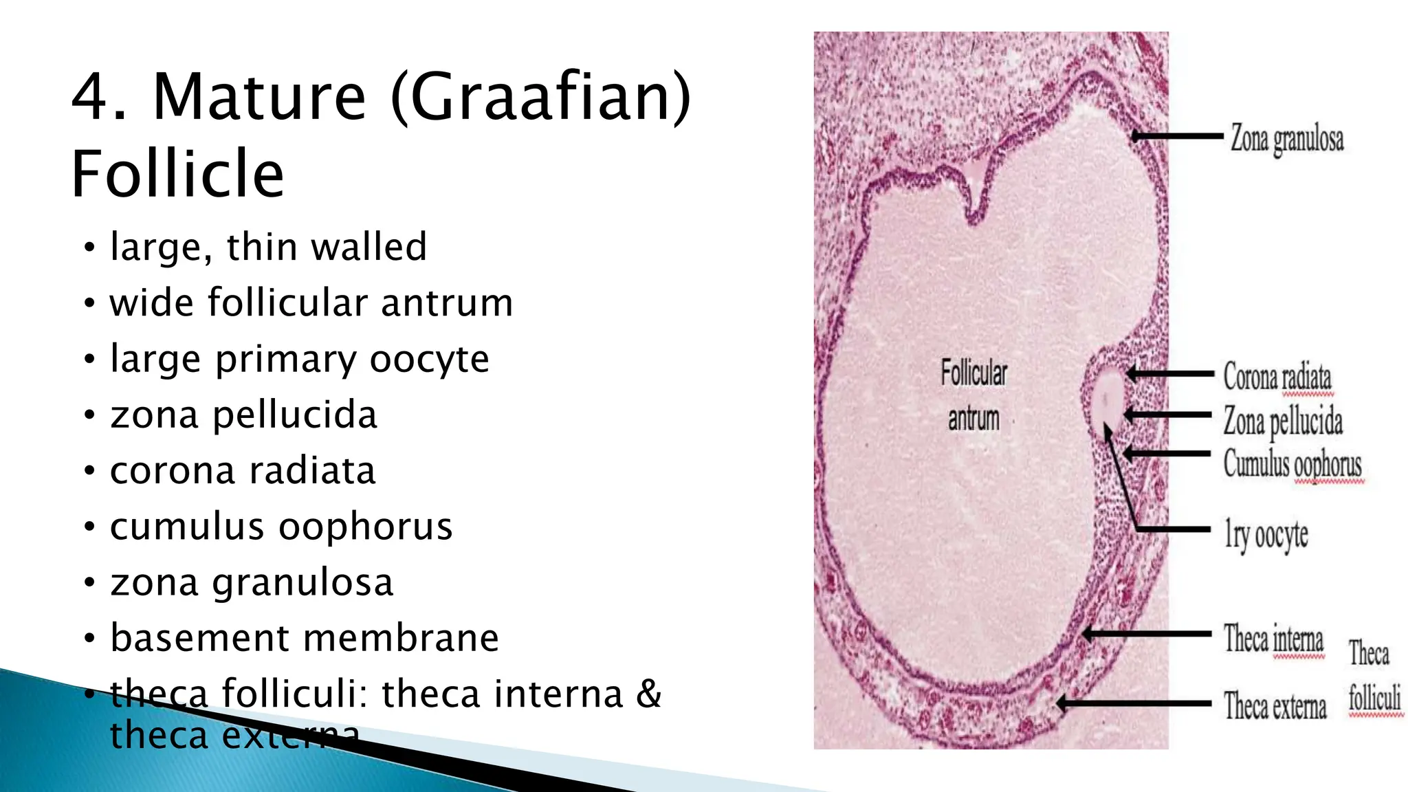 1- Female Reproductive System .pptx