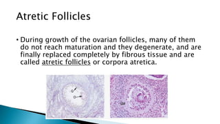 1- Female Reproductive System .pptx