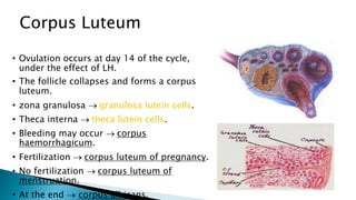 1- Female Reproductive System .pptx