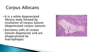 1- Female Reproductive System .pptx
