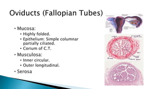 1- Female Reproductive System .pptx