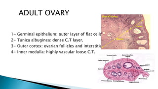 1- Female Reproductive System .pptx
