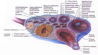 1- Female Reproductive System .pptx