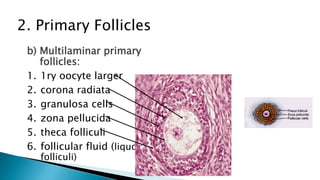 1- Female Reproductive System .pptx