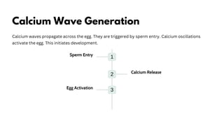 1-Fertilization(developmental biology.pdf