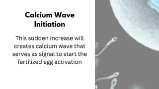1-Fertilization(developmental biology.pdf