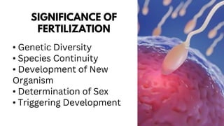 1-Fertilization(developmental biology.pdf