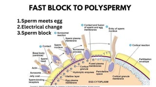 1-Fertilization(developmental biology.pdf