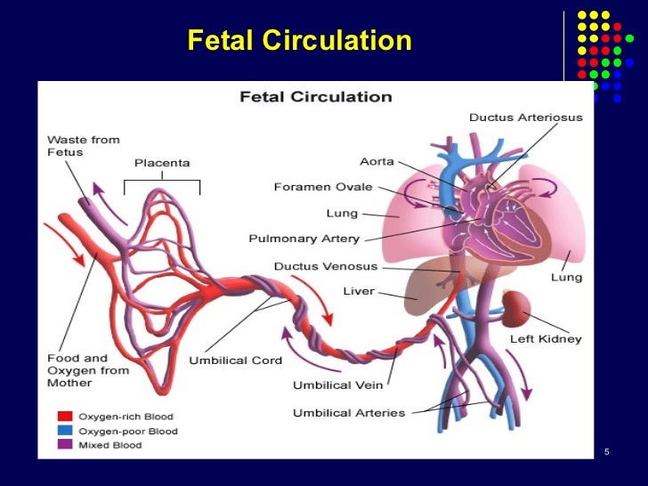 1 Fetal Circulation