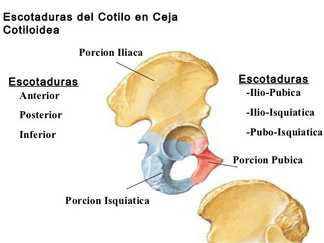 Ficha de artic y coxal osteologia inserciones y relaciones y estrechos