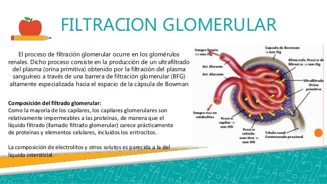 1 filtracion glomerular