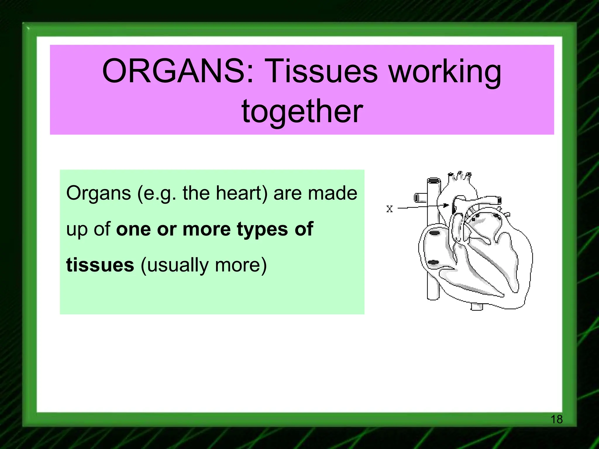 1-Foundation Block Lecture 1 (Organisation of the Human Body).ppt