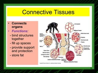 1-Foundation Block Lecture 1 (Organisation of the Human Body).ppt