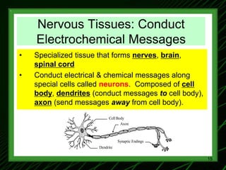 1-Foundation Block Lecture 1 (Organisation of the Human Body).ppt