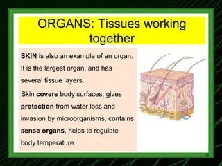 1-Foundation Block Lecture 1 (Organisation of the Human Body).ppt