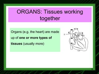 1-Foundation Block Lecture 1 (Organisation of the Human Body).ppt