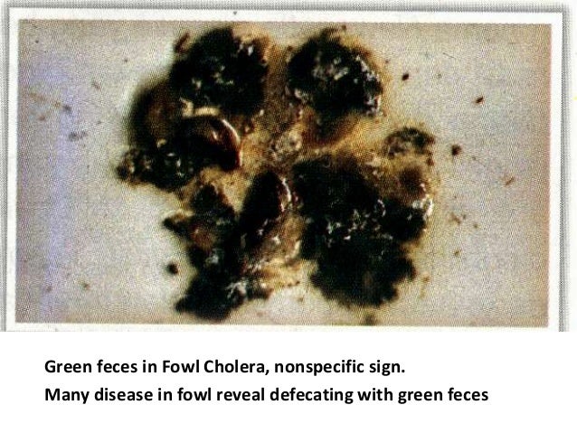 Fowel Cholera