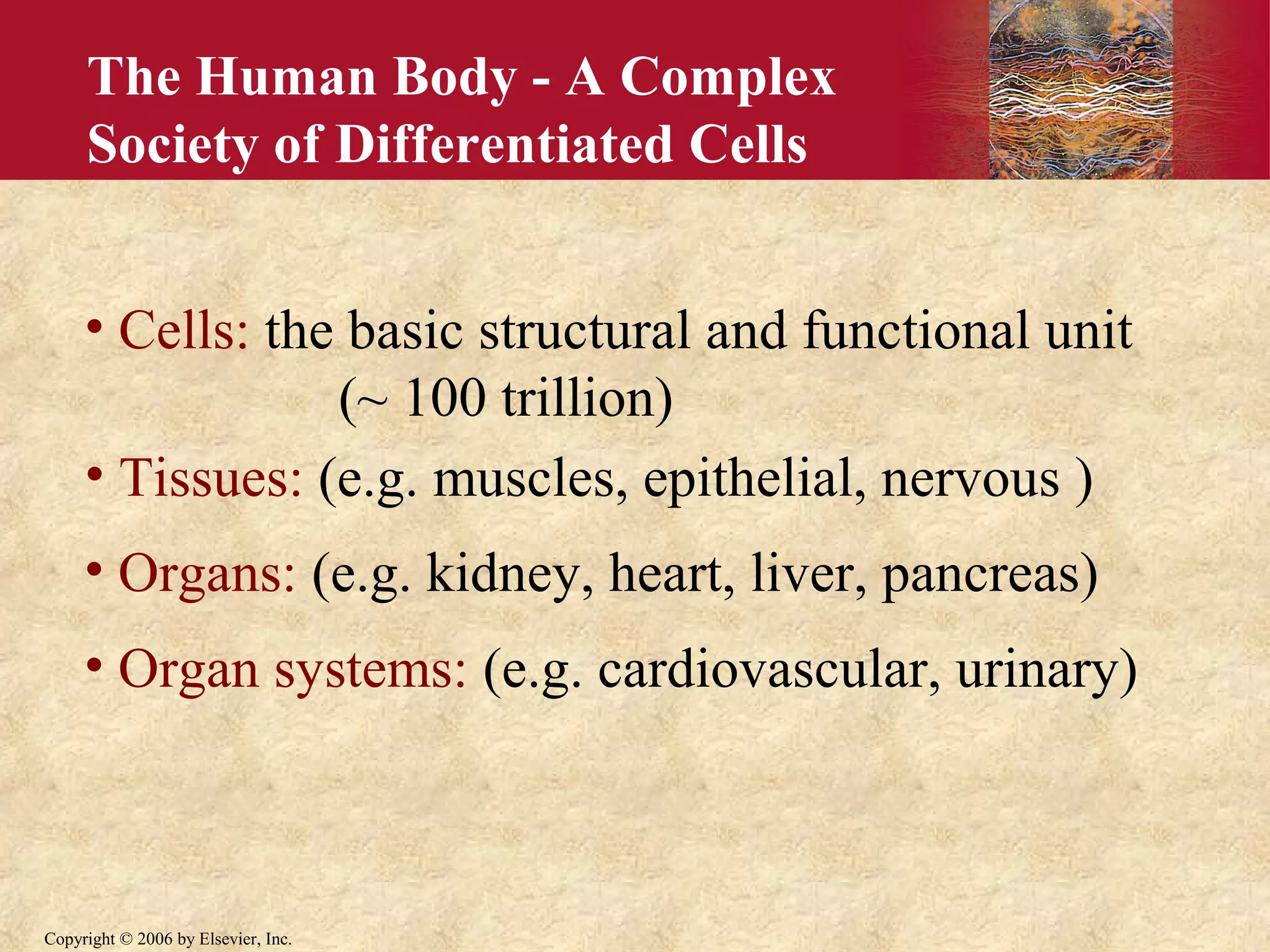 1.functional organisation of human body and the control of t | PPT