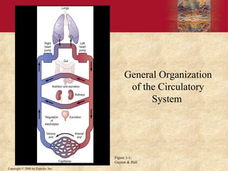 1.functional organisation of human body and the control of t | PPT
