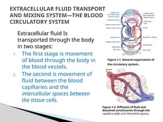 1-Functional Organization of the Human Body and Control of the ...