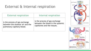 1- Functional organization of the respiratory system.pdf