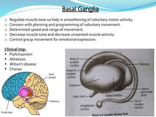 Part 1 function of brain and history taking of a neurological patient ...