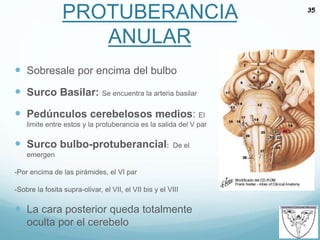 1 generalidades del sn y medula espinal y tronco encefalico acm | PPTX